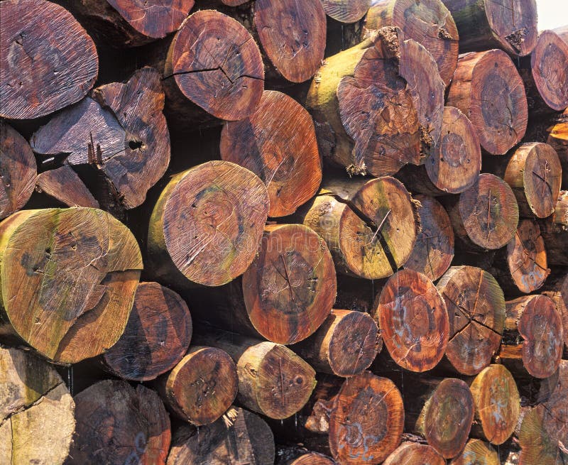 Stacked logs stock photo. Image of fuel, background, material - 12186702