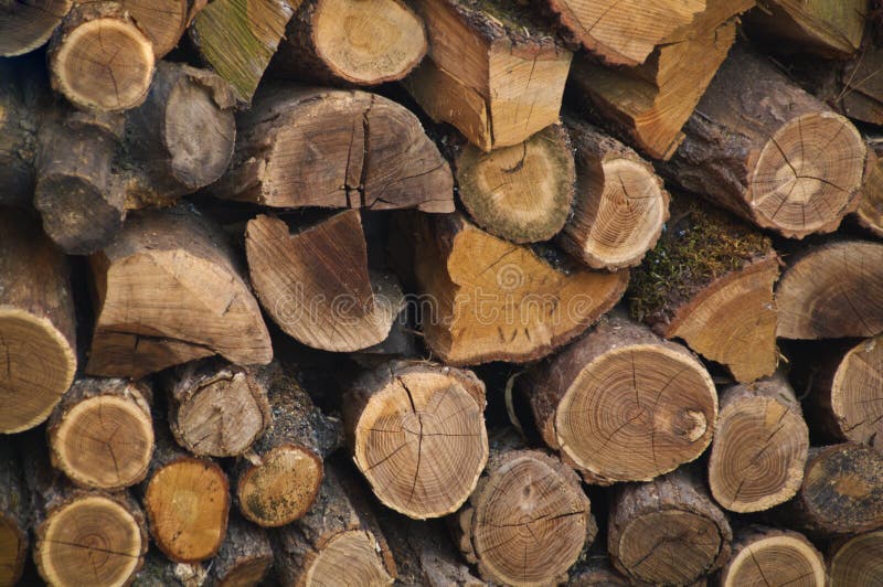 Stacked logs stock photo. Image of trunks, forest, lumber - 20228666