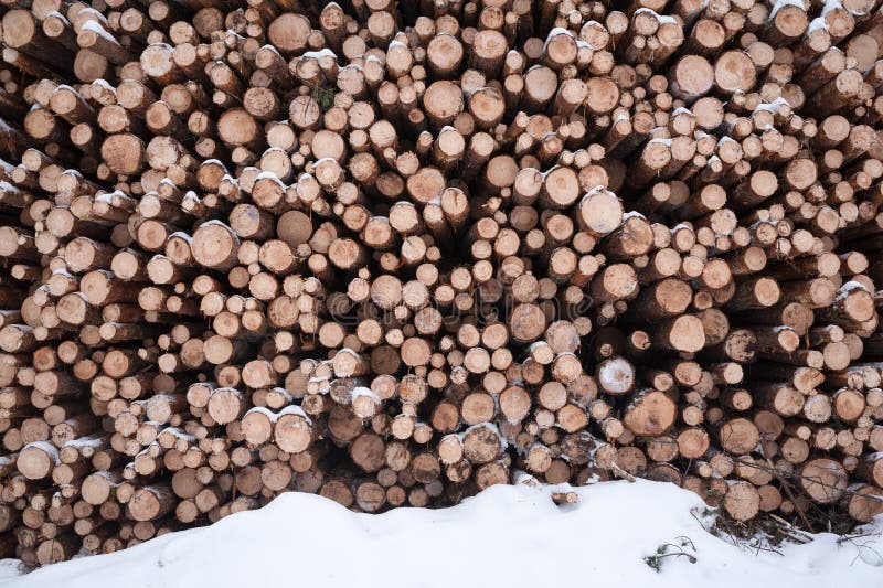 Pile of Logged Tree Trunks. Sawn Trees from the Forest Stock Image ...