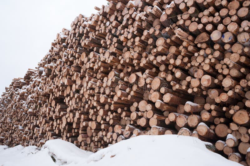 Pile of Logged Tree Trunks. Sawn Trees from the Forest Stock Image ...