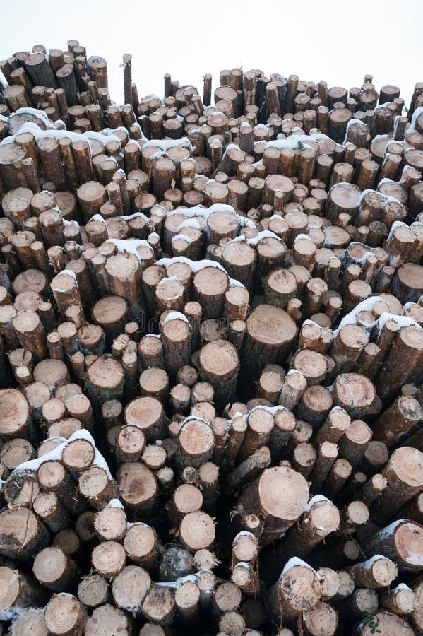 Pile of Logged Tree Trunks. Sawn Trees from the Forest Stock Image ...