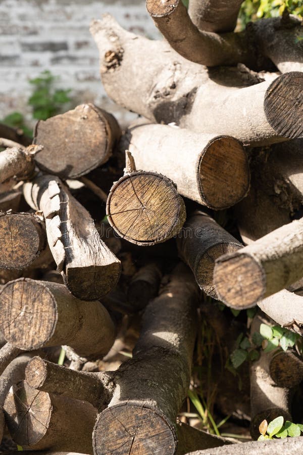 Stacked Logs stock image. Image of rough, forest, autumn - 61178773