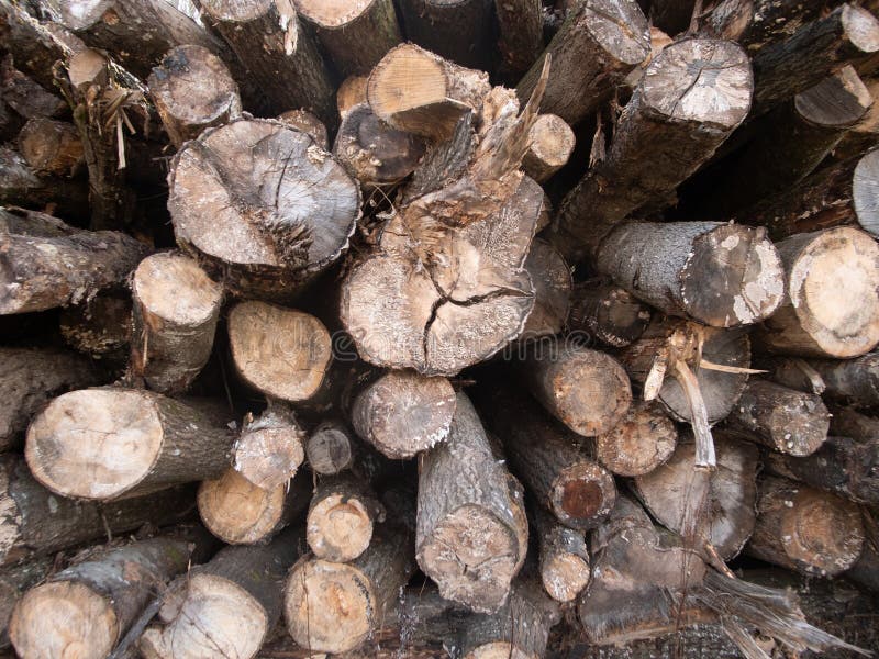 Stacked Logs for Firewood and Construction Projects, Perfect for ...