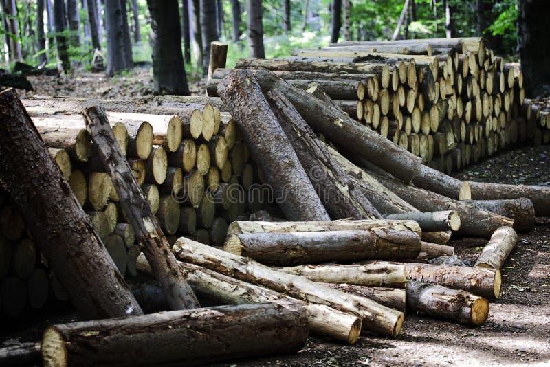 Stacked logs in forest stock image. Image of pile, wooden - 37152585