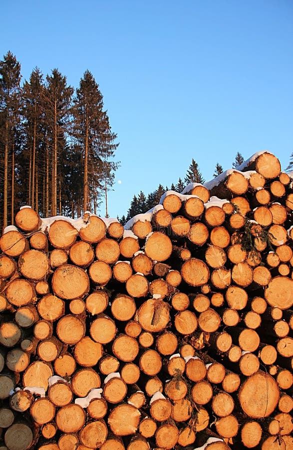 Stacked logs in the forest stock image. Image of logging - 40034143