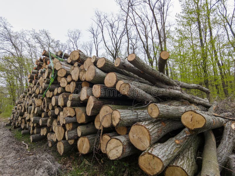 Stacked Logs in Forest after Timber Harvesting Stock Image - Image of ...