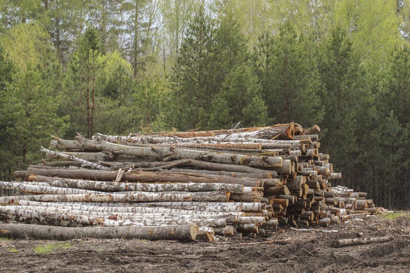 Birch logs stock image. Image of white, deforestation - 280758249