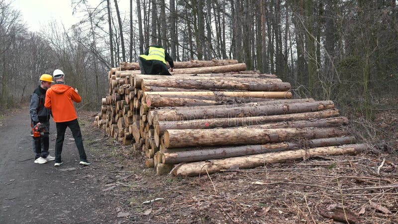 Stacked Logs at Logging. Workers Talk, Plan Work. Orange Jacket Stock ...