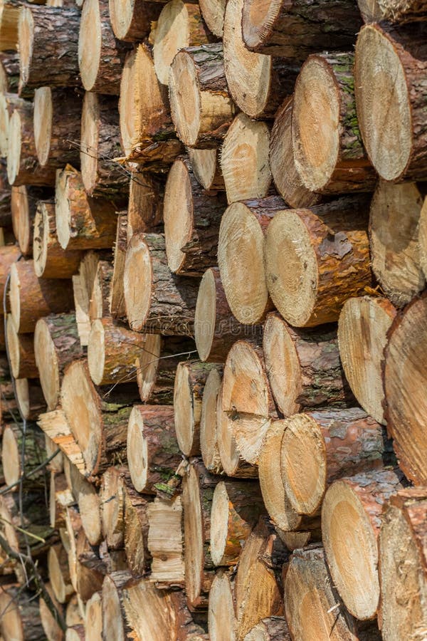 Stacked logs stock image. Image of life, destruction - 39875527