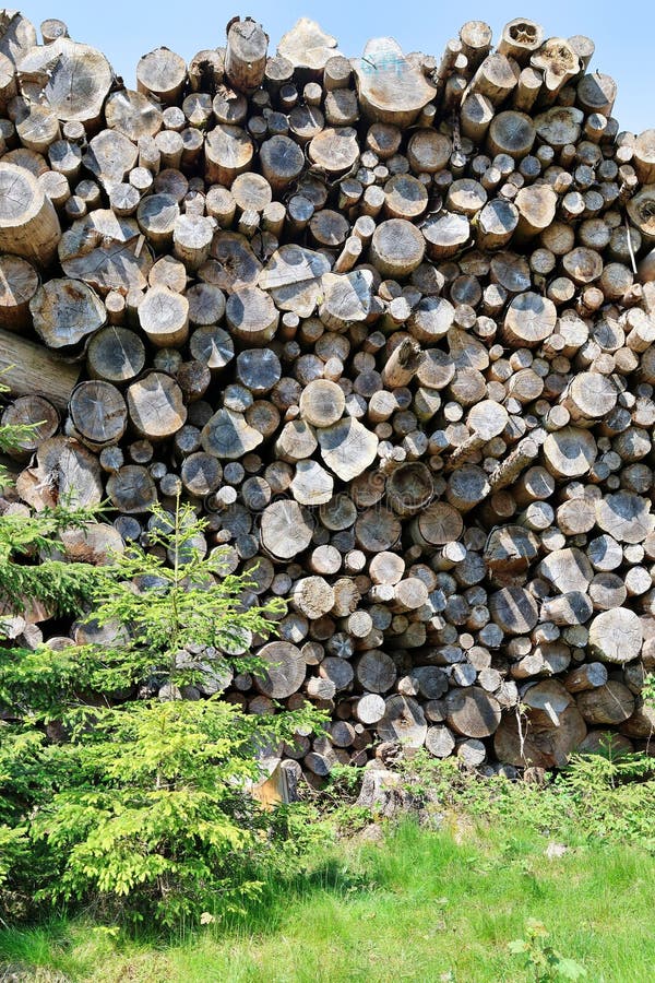 Stacked Logs and Pine Tree Under Blue Sky. Stock Photo - Image of ...
