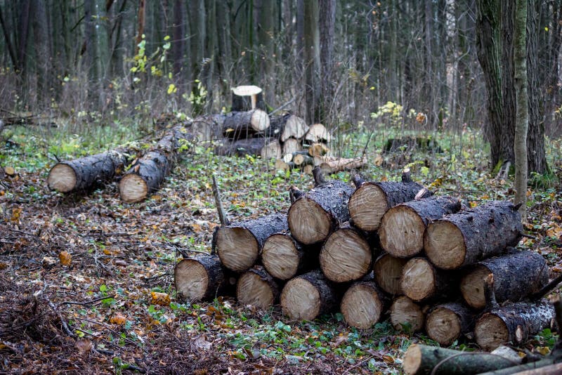 Stacked Logs after Sawing Up Fallen Trees Stock Image - Image of nature ...