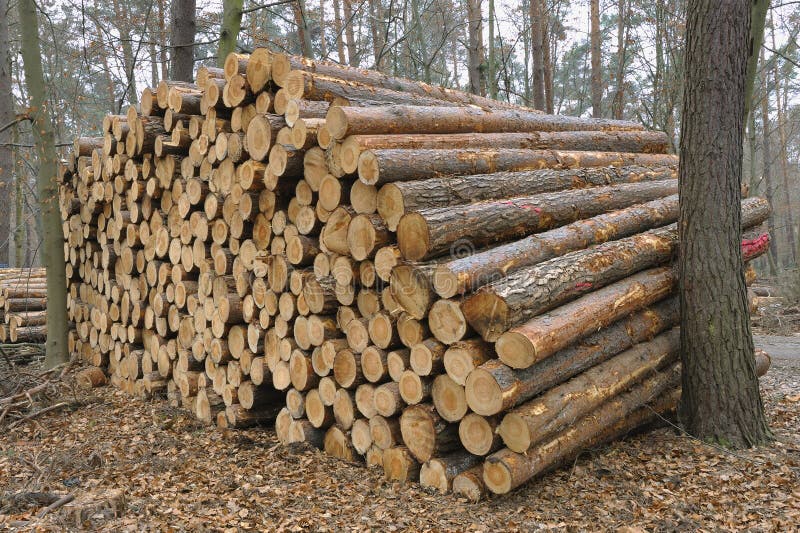 Stacked Logs stock photo. Image of lumber, industry, forest - 37261796