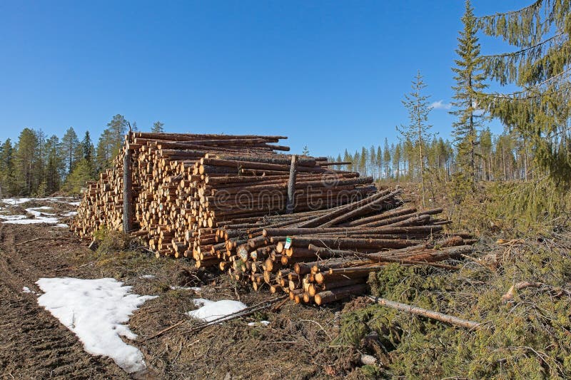 Stacked logs. stock photo. Image of firewood, forestry - 346441182