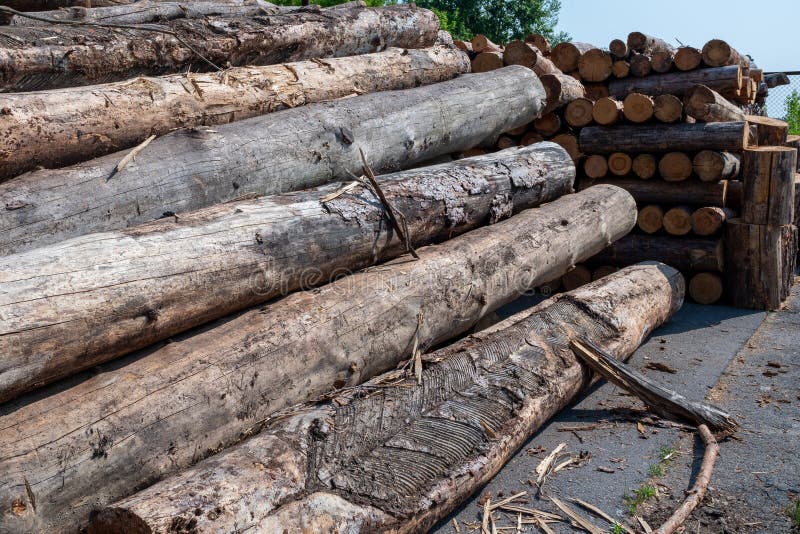 Stacked Logs of Trees. the Concept of Environmental Safety. Stock Image ...