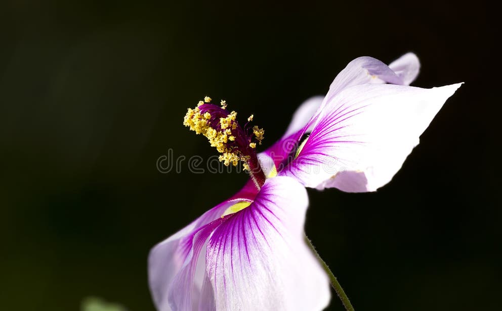 Stacked macro flower stock image. Image of stacked, anthers - 70040503
