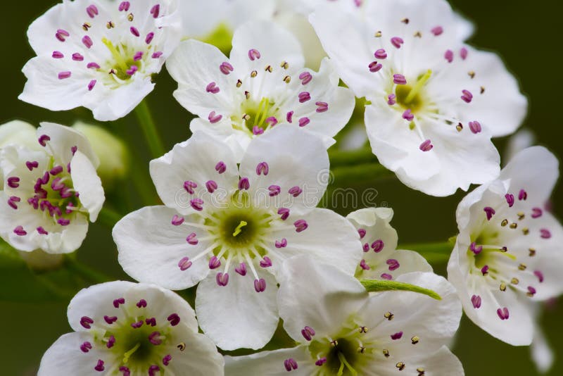 Stacked macro flowers stock image. Image of anthers, background - 70040583