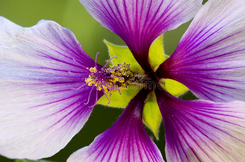 Macro of elm flowers stock photo. Image of plant, lush - 174186730