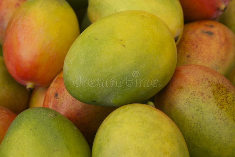 Stacked Mangoes stock image. Image of colurful, stall - 43982165