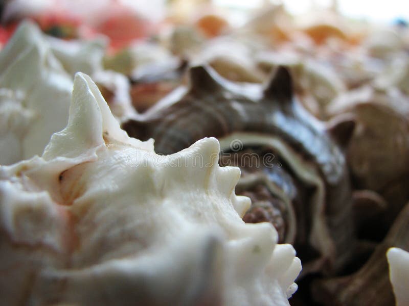 Stacked Natural White Sea Shells Stock Photo - Image of conch, ocean ...