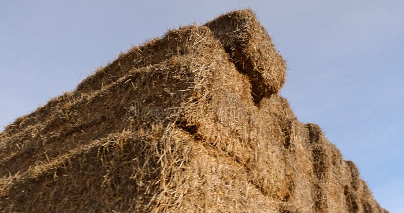 Stacked One on One Stack of Wheat Straw after Grain Harvest Stock ...