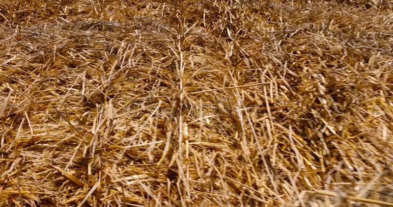 Stacked One on One Stack of Wheat Straw after Grain Harvest Stock ...