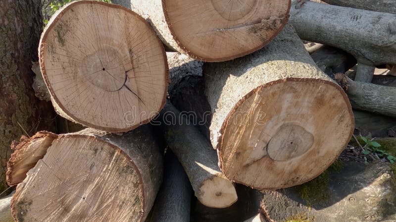 Transverse Cut of the Walnut Trees Trunks and Thick Branches Stock ...