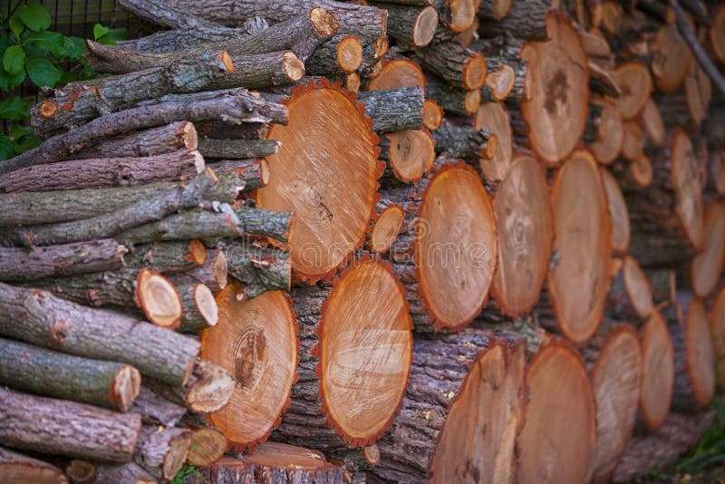 337 Sassafras Stock Photos - Free & Royalty-Free Stock Photos from ...