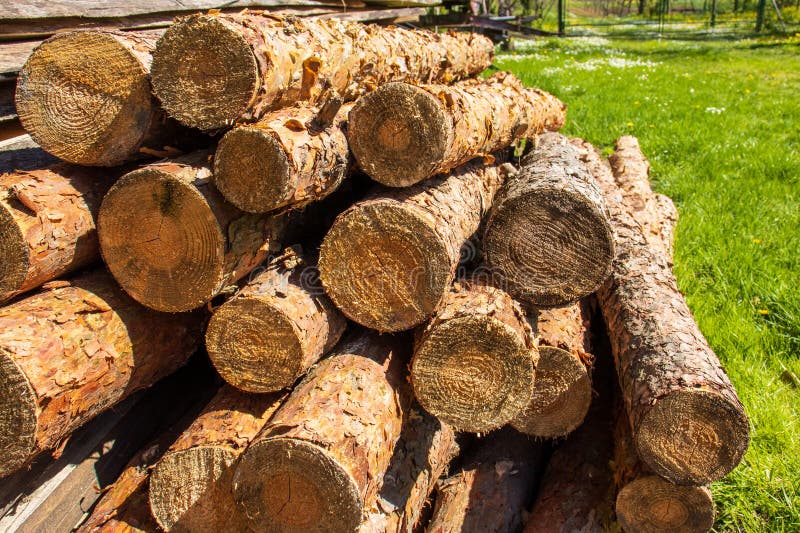 Stacked Pine Logs. Forest Pine and Spruce Trees Stock Image - Image of ...