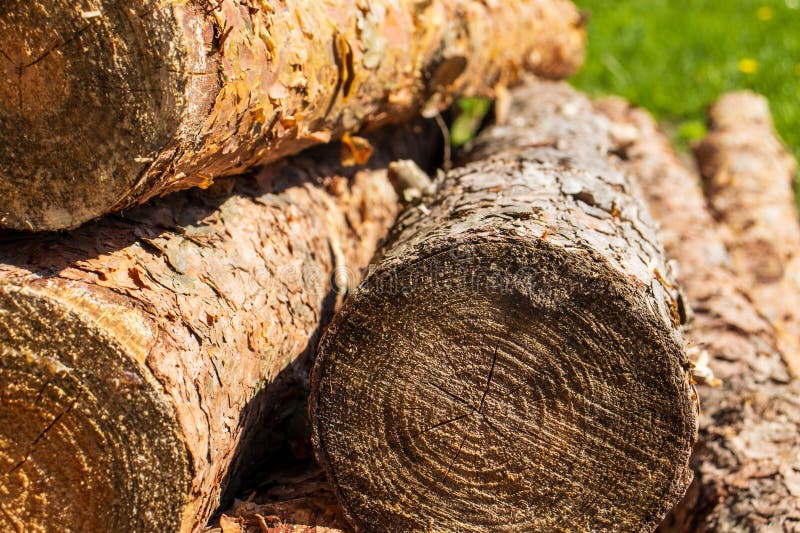 Stacked Pine Logs. Forest Pine and Spruce Trees Stock Image - Image of ...