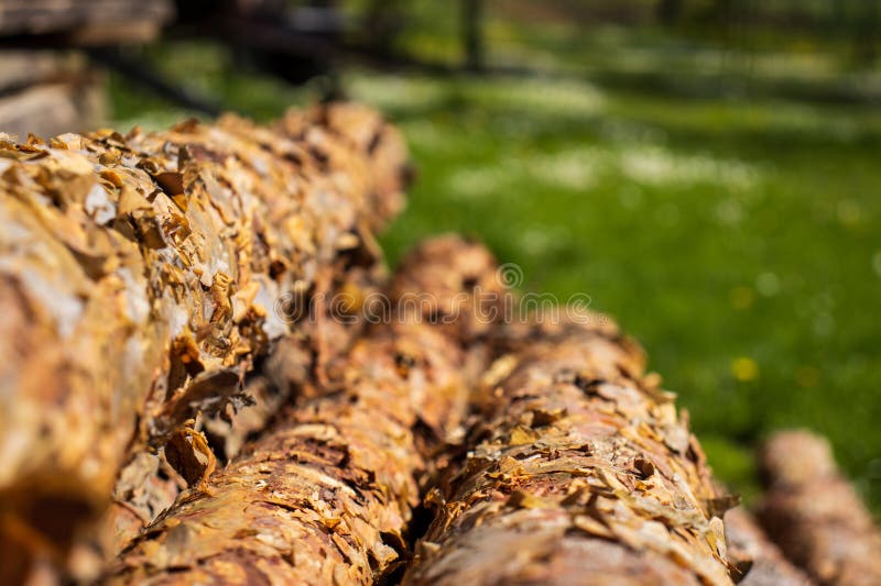 Stacked Pine Logs. Forest Pine and Spruce Trees Stock Photo - Image of ...