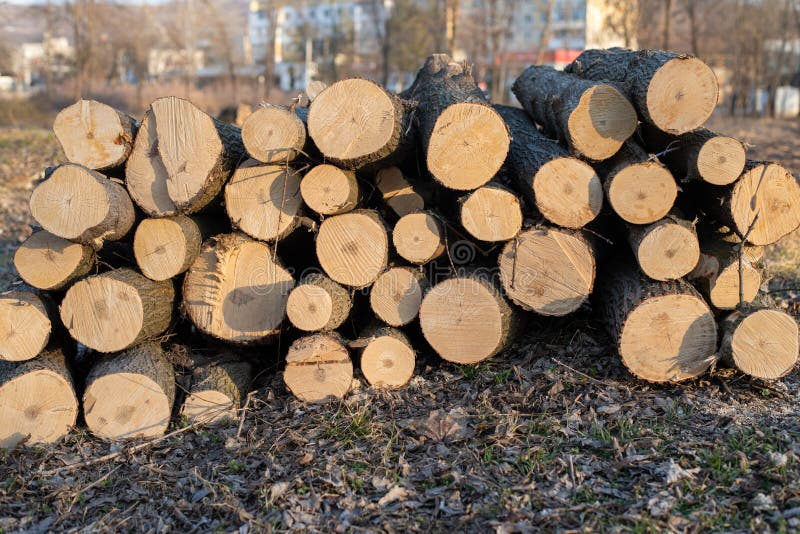 Stacked Pine Tree Trunks in a Forestry Industry Scene Stock Image ...