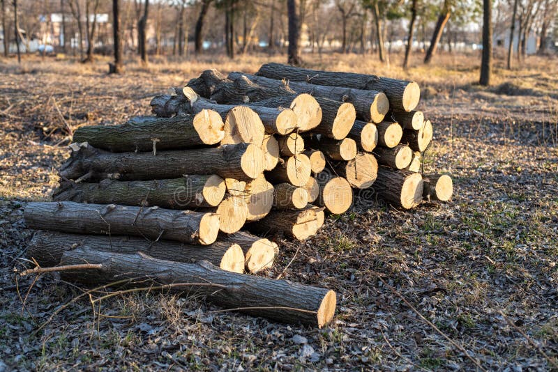 Stacked Pine Tree Trunks in a Forestry Industry Scene Stock Photo ...