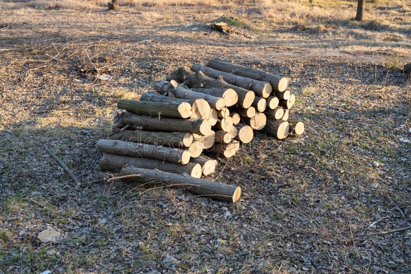 Stacked Pine Tree Trunks in a Forestry Industry Scene Stock Image ...