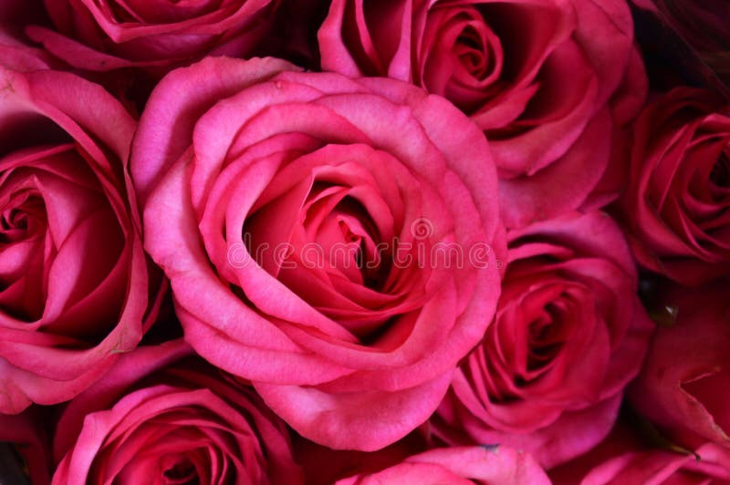Row of pink roses stock photo. Image of flowers, cracked - 12151142