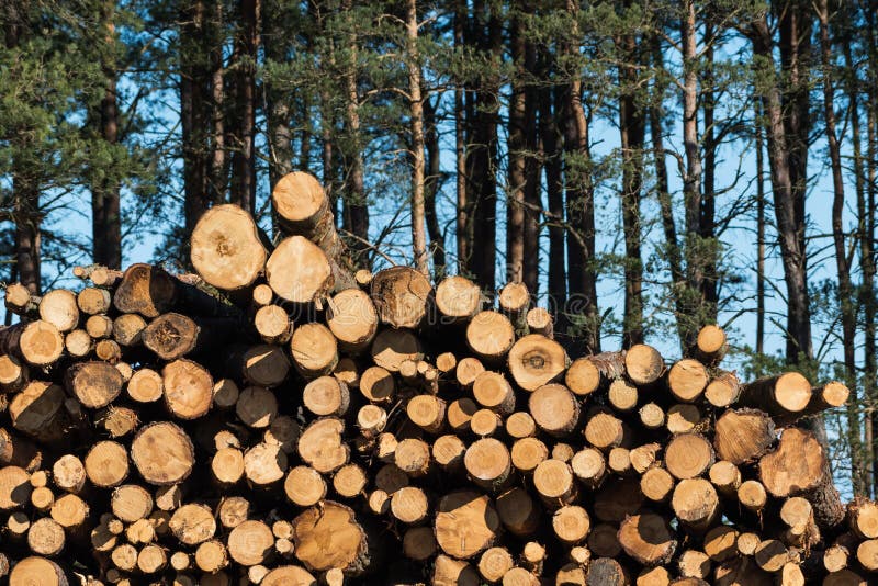 Pulpwood Biomass Stacked in a Logpile in a Pine Tree Forest Stock Image ...