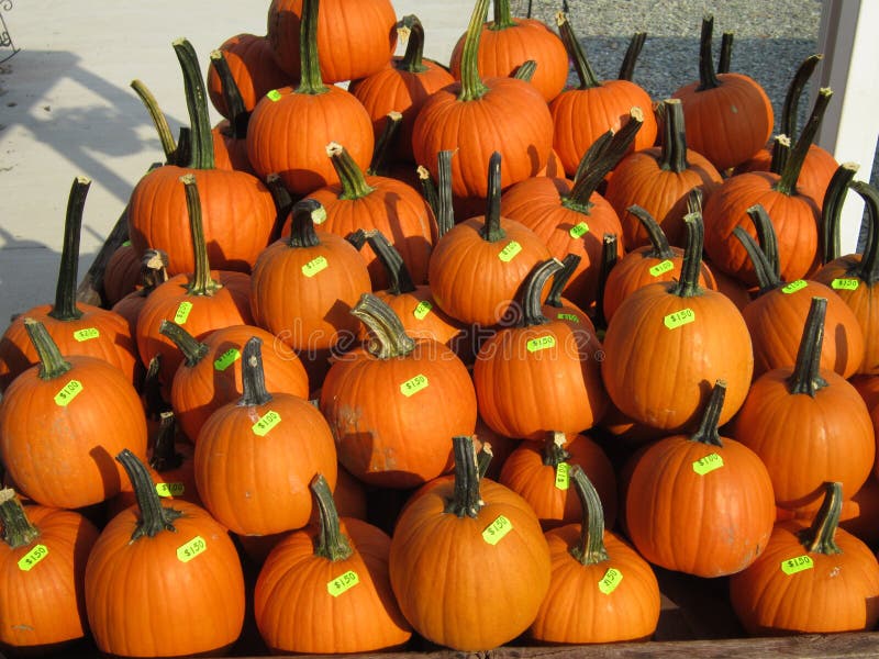 Stacked Pumpkins stock image. Image of food, roadside - 26422199