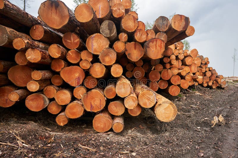 Stacked Round Wooden Blocks Background. Pine Tree Cut and Stacked Stock ...
