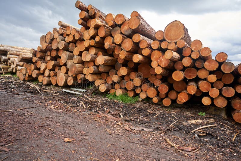 Stacked Round Wooden Blocks Background. Pine Tree Cut and Stacked Stock ...
