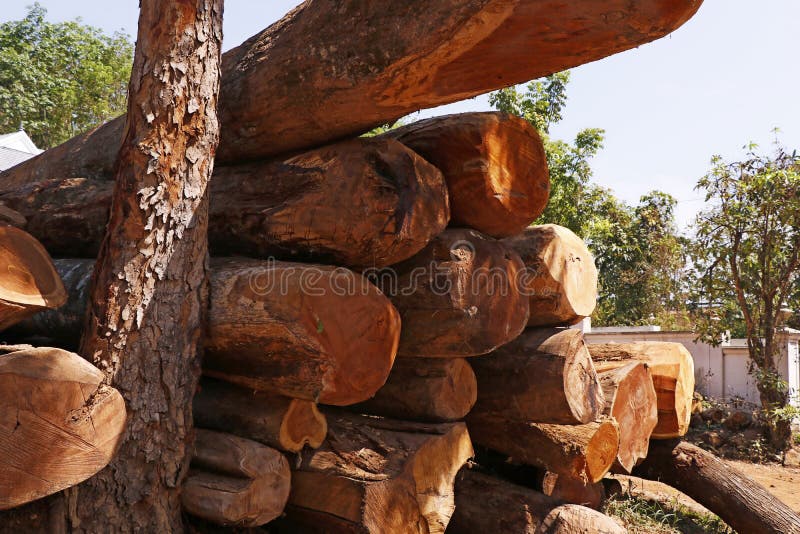 612 Rubber Tree Log Stock Photos - Free & Royalty-Free Stock Photos ...