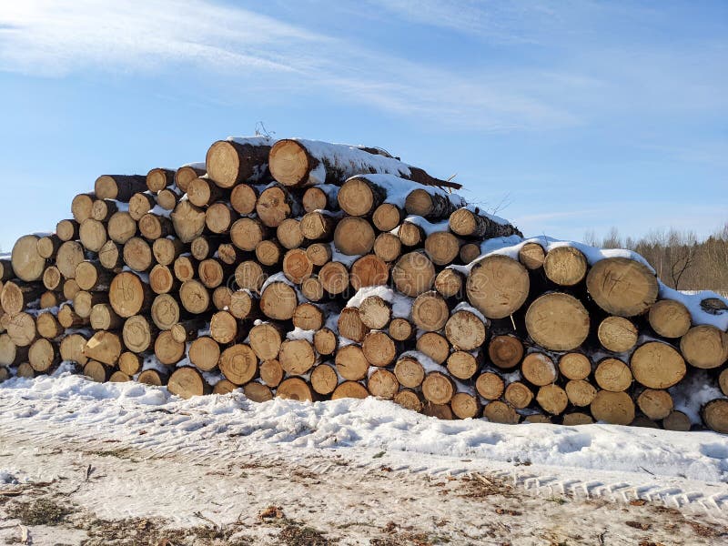 Stacked Sawn Logs of Pine Timber Stock Image - Image of market, wood ...