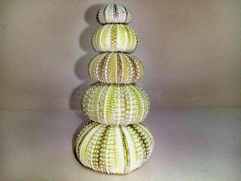 Stacked Sea urchin shells stock image. Image of shells - 199355389