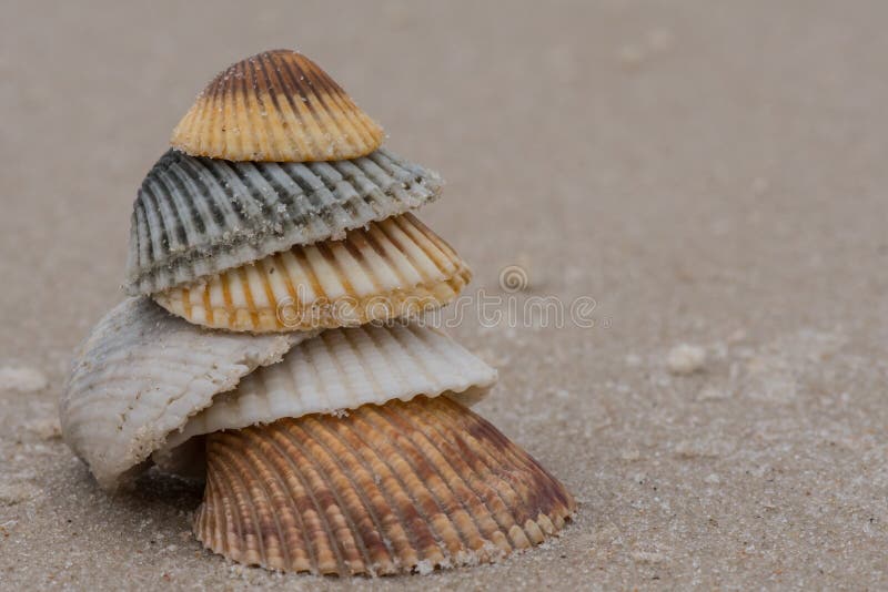 1,142 Tower Shells Stock Photos - Free & Royalty-Free Stock Photos from ...