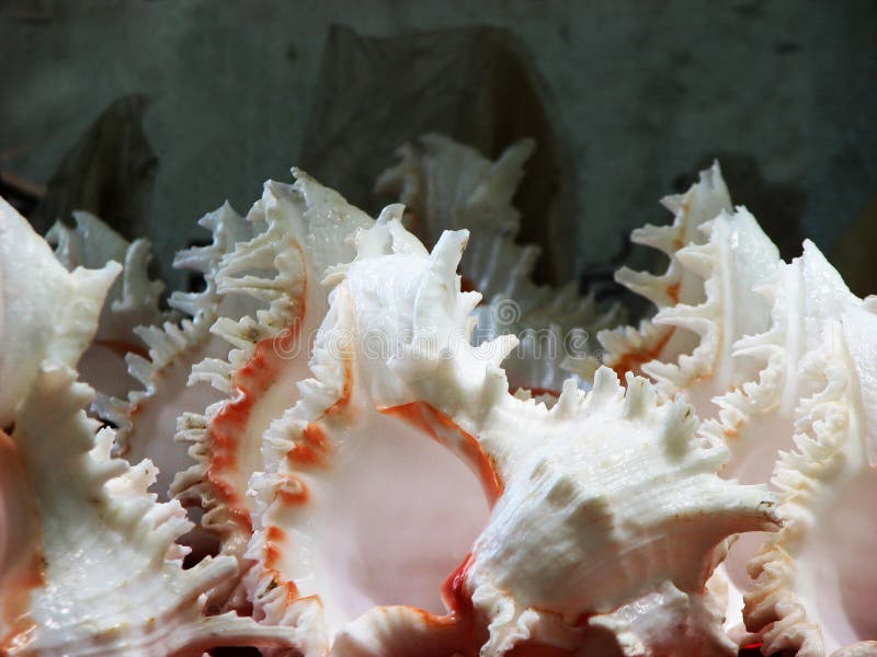 Stacked Natural White Sea Shells Stock Photo - Image of shell, ocean ...