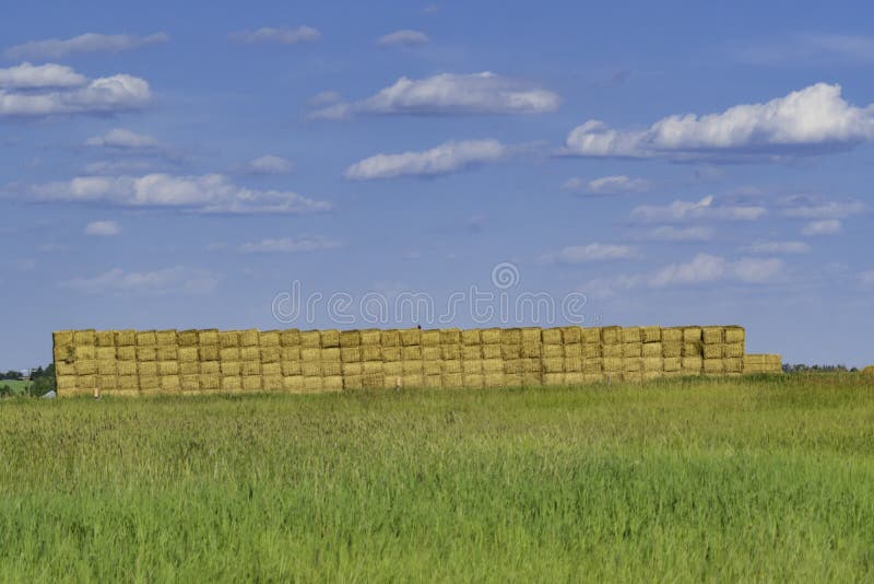 Stacked Square Bales of Hay in a Farm Field Stock Image - Image of ...