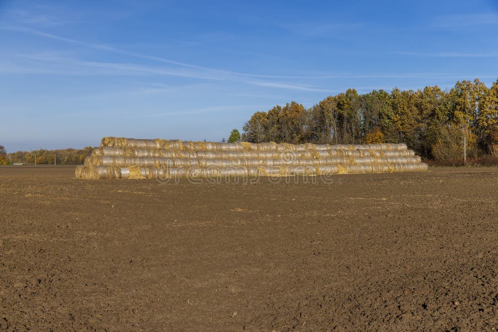 Straw Storage in Stacks on the Field Stock Image - Image of yellow ...