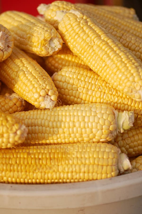 Stacked Sweet Corn on the Cob Sits on the Table, a Staple Food in ...