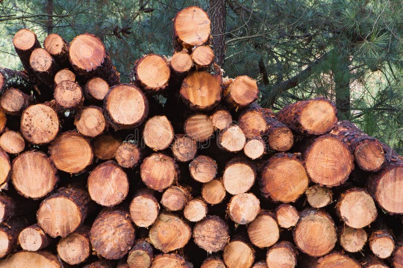 Stacked timber logs stock image. Image of frame, material - 4351789