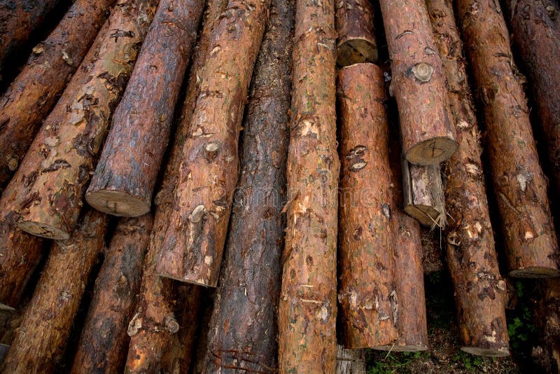 Heap of Thin and Thick Wood Log. Raw Timber. Stock Photo - Image of ...