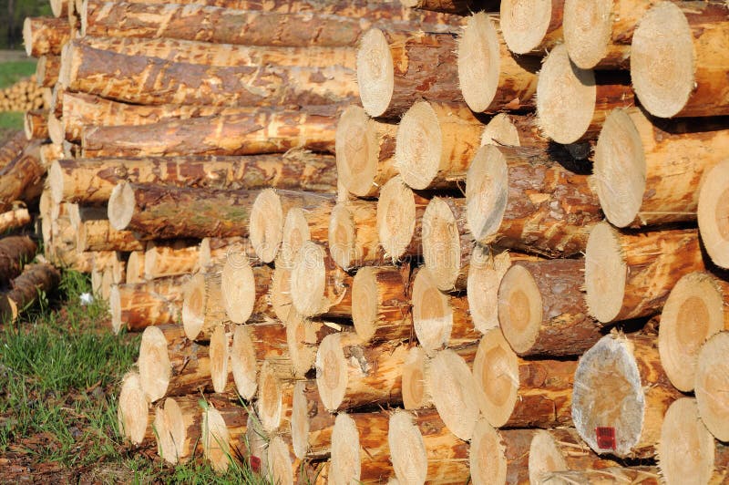 Stacked timber logs stock photo. Image of energy, brown - 5098508