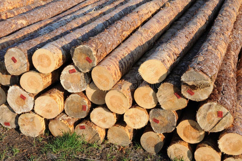 Stacked Timber Logs Picture. Image: 5098565